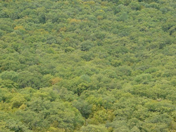 forest from the above texture 0015 - Texturelib